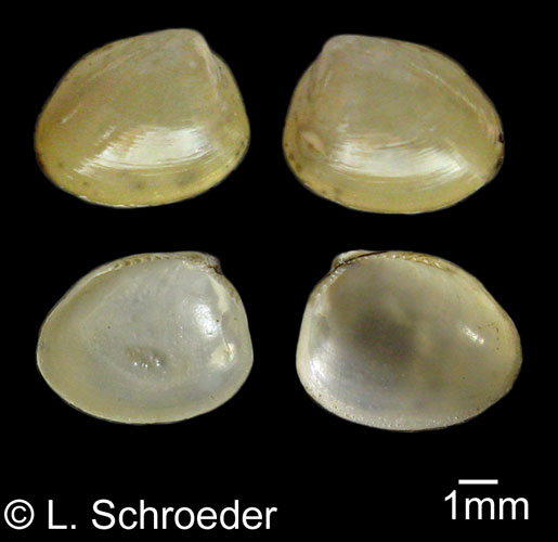 Bivalves - Nucinellidae, Nuculidae, Nuculanidae
